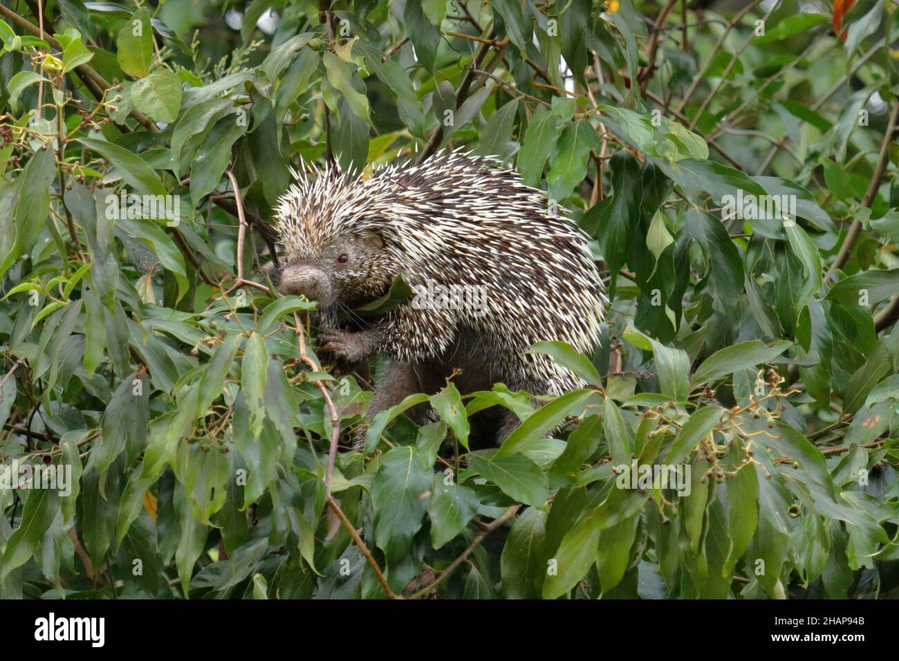 Brazilian porcupine coendou prehensilis hi-res stock photography and ...