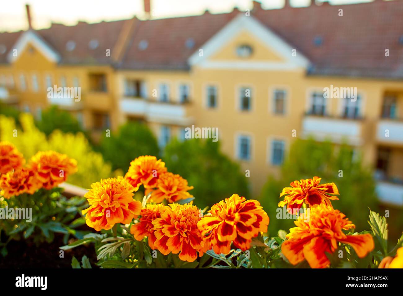 Front garden on the veranda. Flowers in pots with a city on the ...