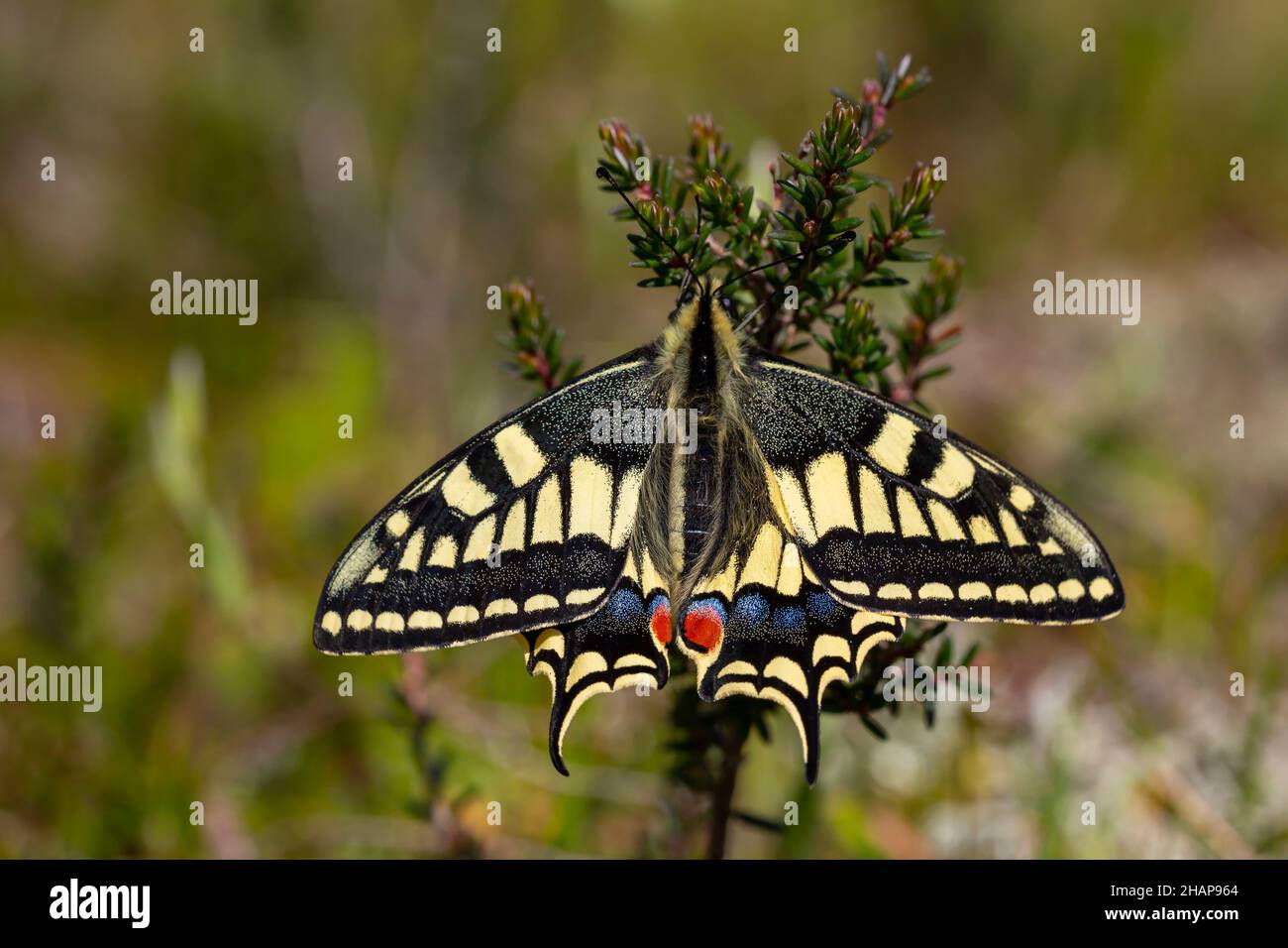 Fighter jet butterfly hi-res stock photography and images - Alamy