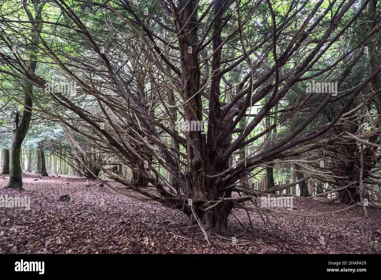 Kingley Vale, Kingley Vale National Nature Reserve, a grove of ancient ...