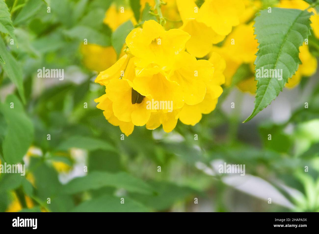 Common trumpet creeper (Campsis radicans) variety Flava Stock Photo - Alamy