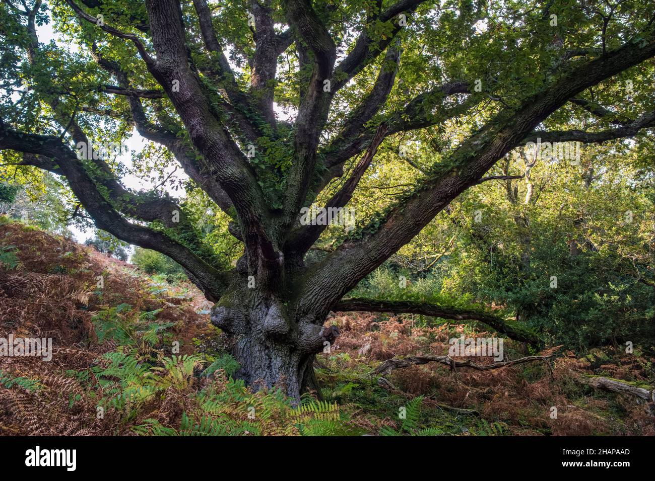 An old oak tree in Horner Wood, Horner Combe, Exmoor National Park ...