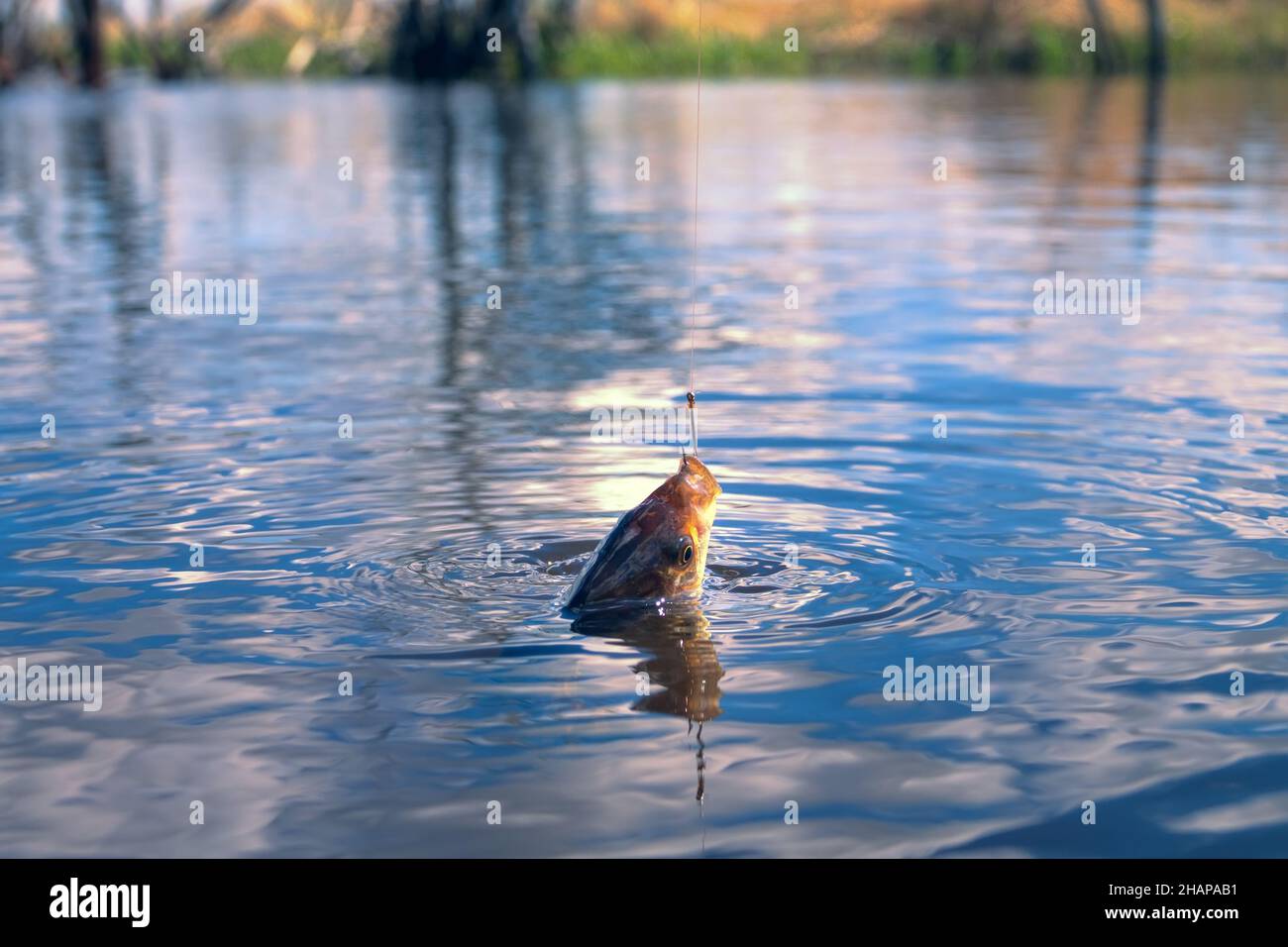 Fishing for carp on a cork float rod. The Northern reservoir and ...