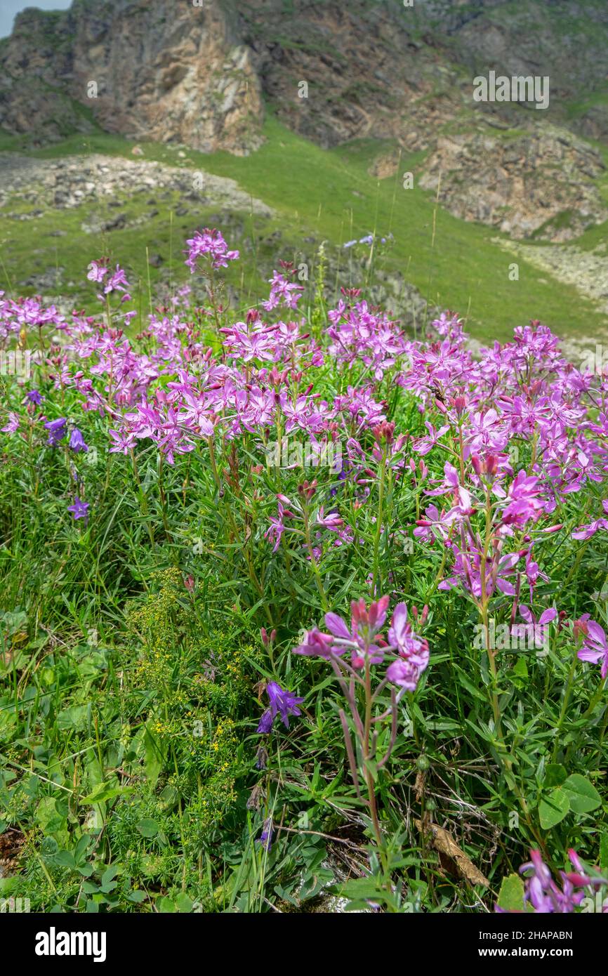 Alpine willowherb (Epilobium fleischeri, Chamaenerion fleischeri ...
