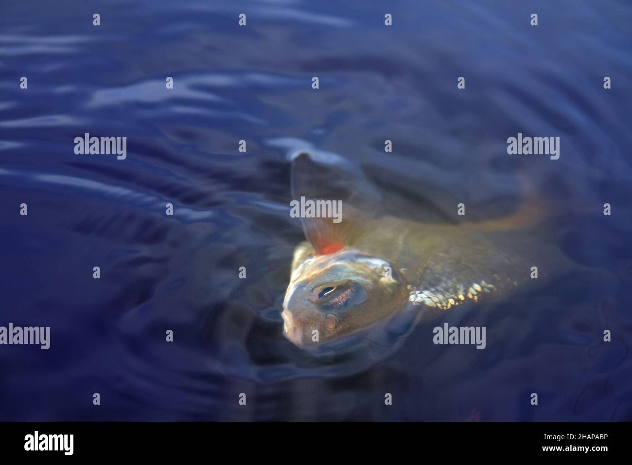 Dead fish on the surface of the lake - small bream. A dying, weakened ...