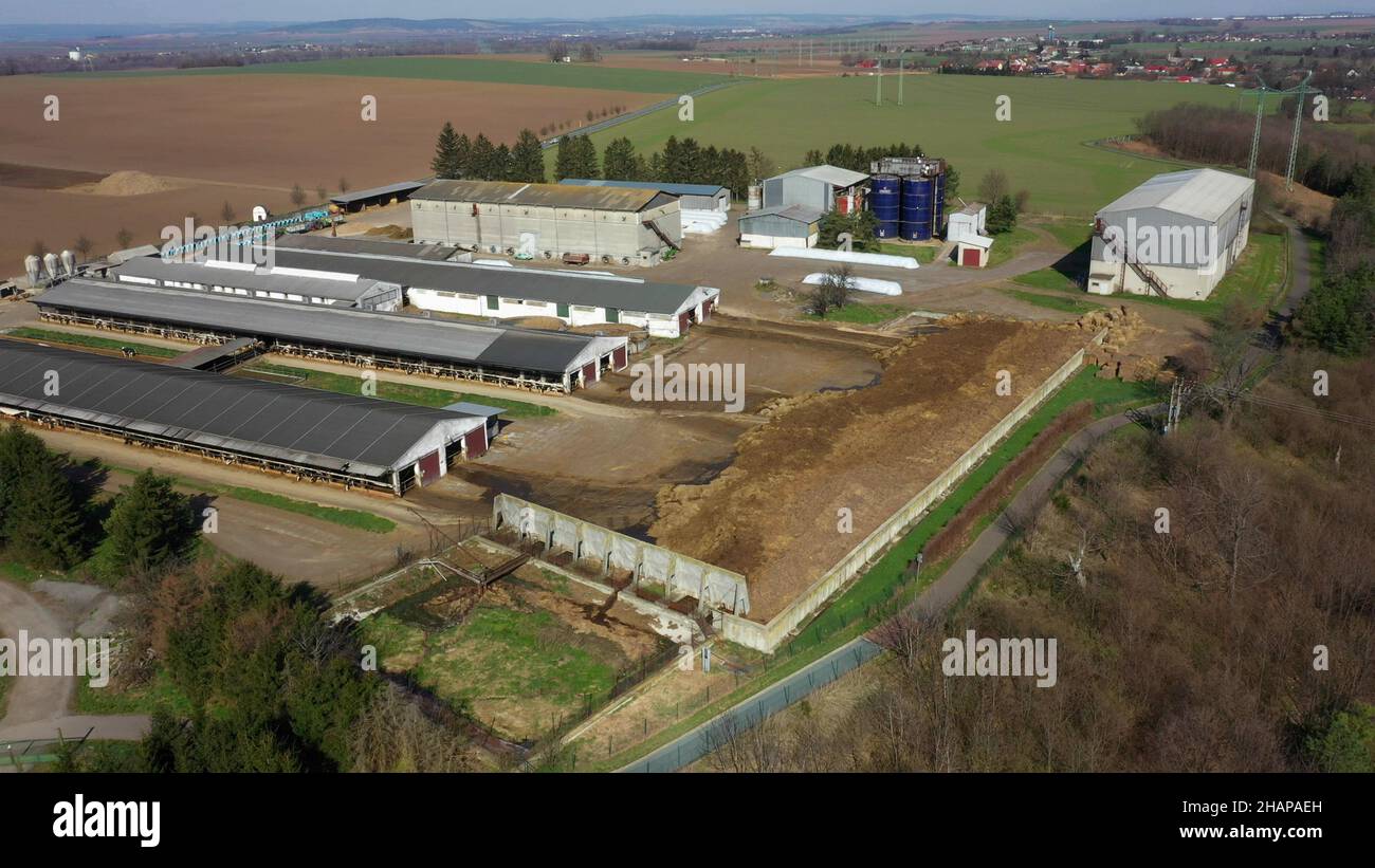 Dairy cows feeding barn dron aerial video shot, cows eat high-quality ...