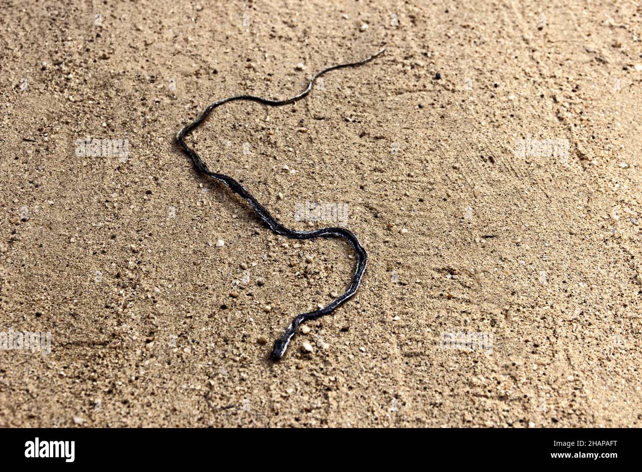 Crushed serpent hi-res stock photography and images - Alamy