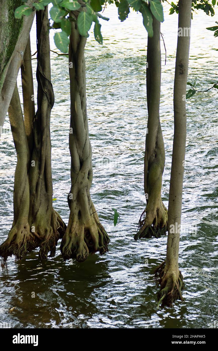 The prop root (aerial roots) of the Banyan tree have sunk into the ...