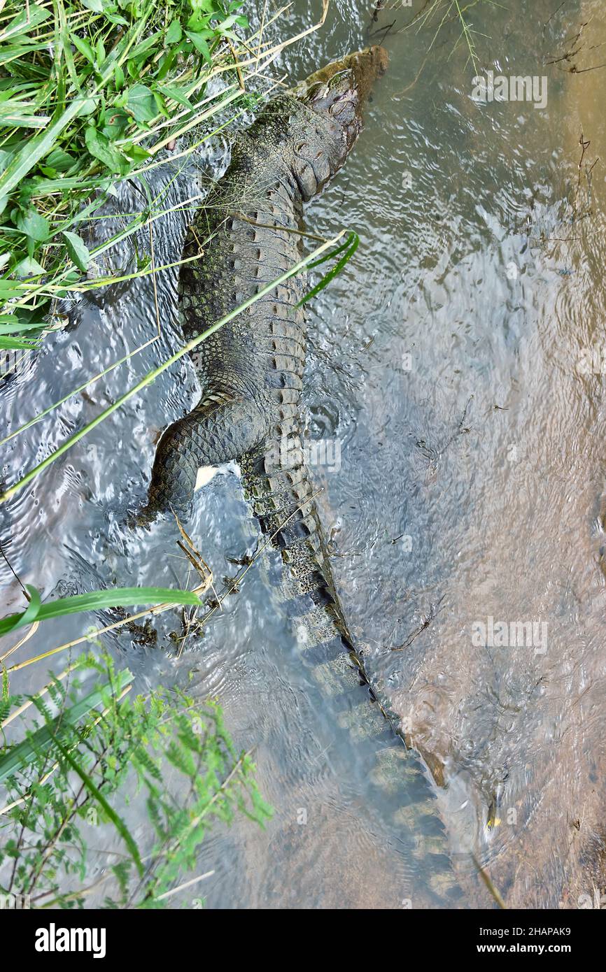 Dead for an unknown reason (the species is characterized by high ...