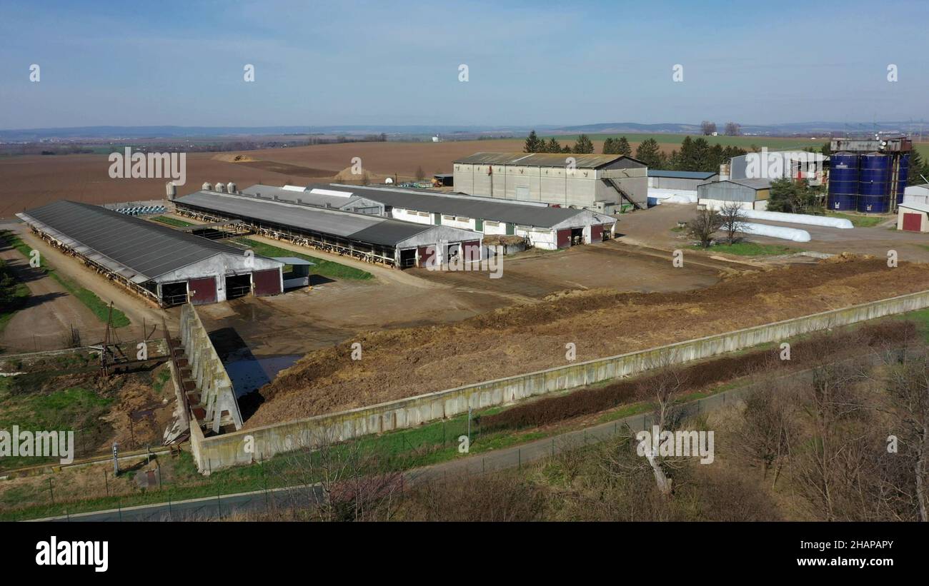 Dairy cows feeding barn dron aerial video shot, cows eat high-quality ...