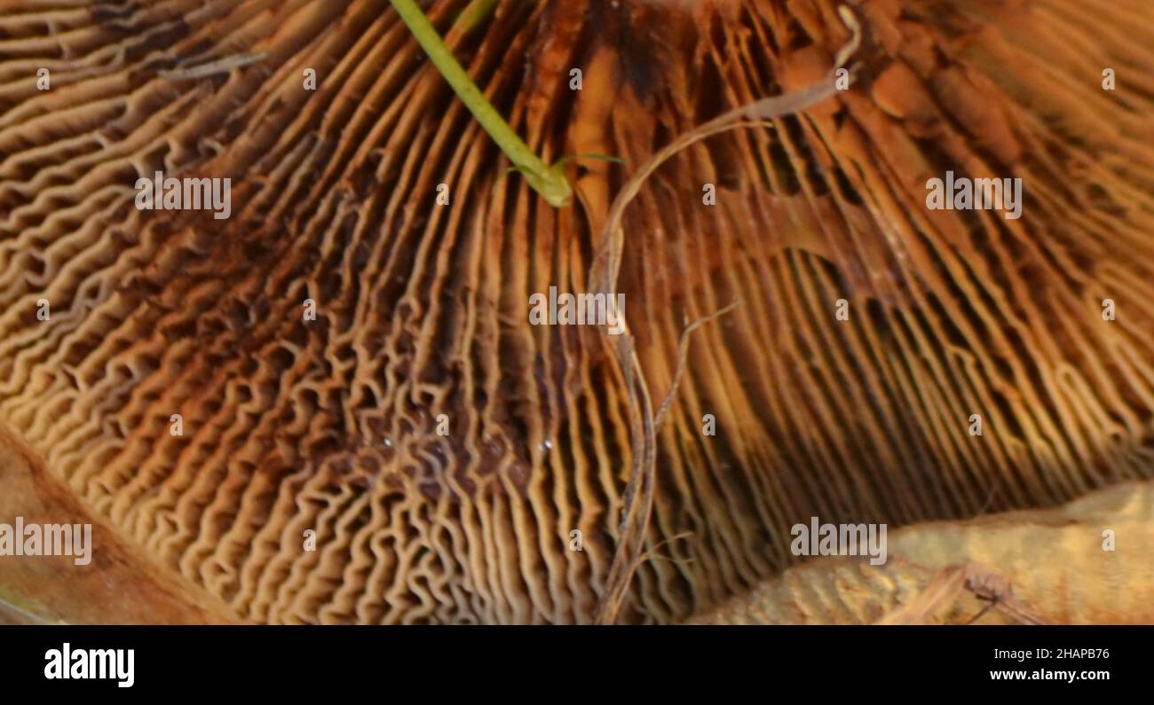cap of mushroom from the back side lying Stock Photo - Alamy