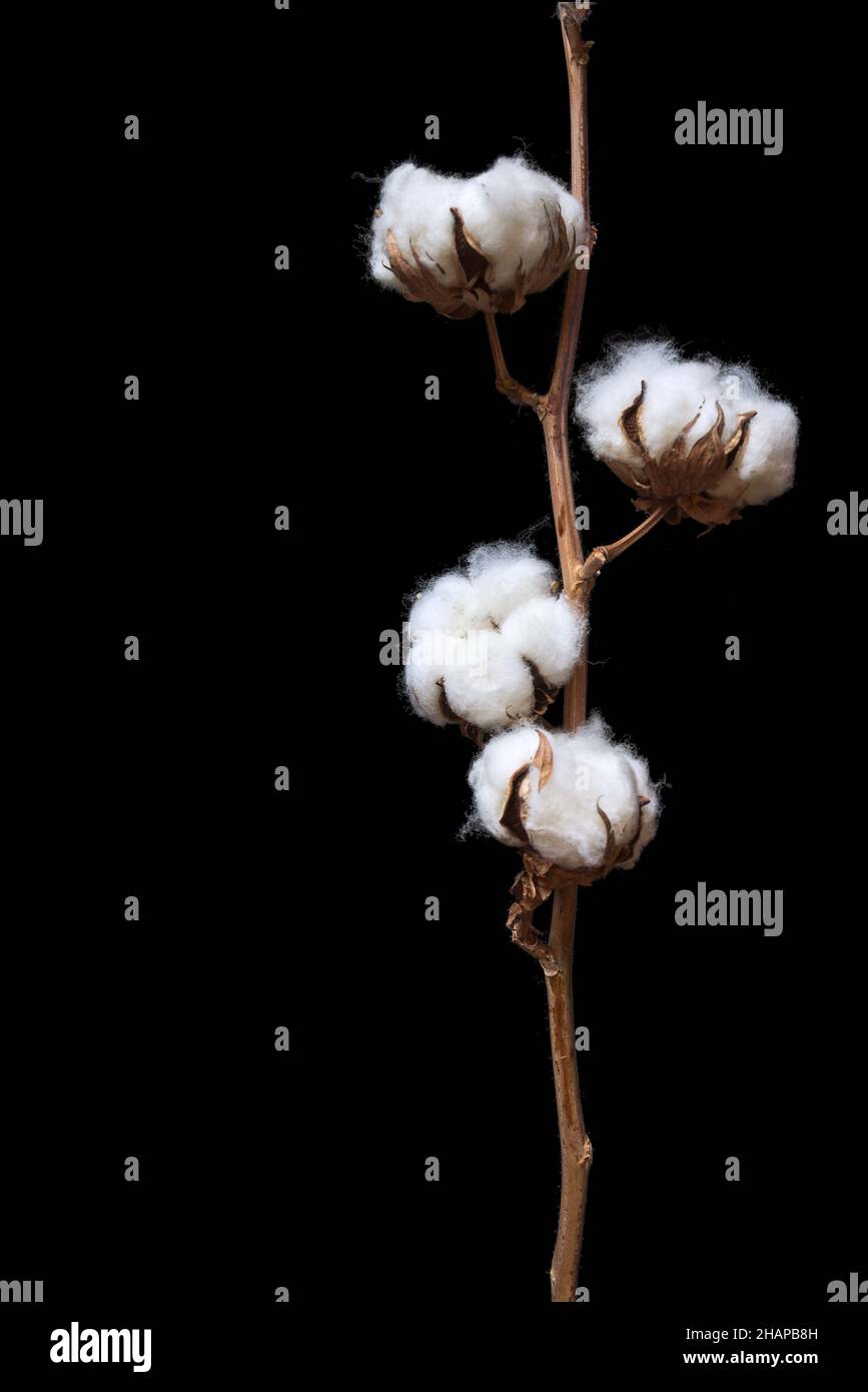 Cotton plant branch isolated on the black background Stock Photo - Alamy