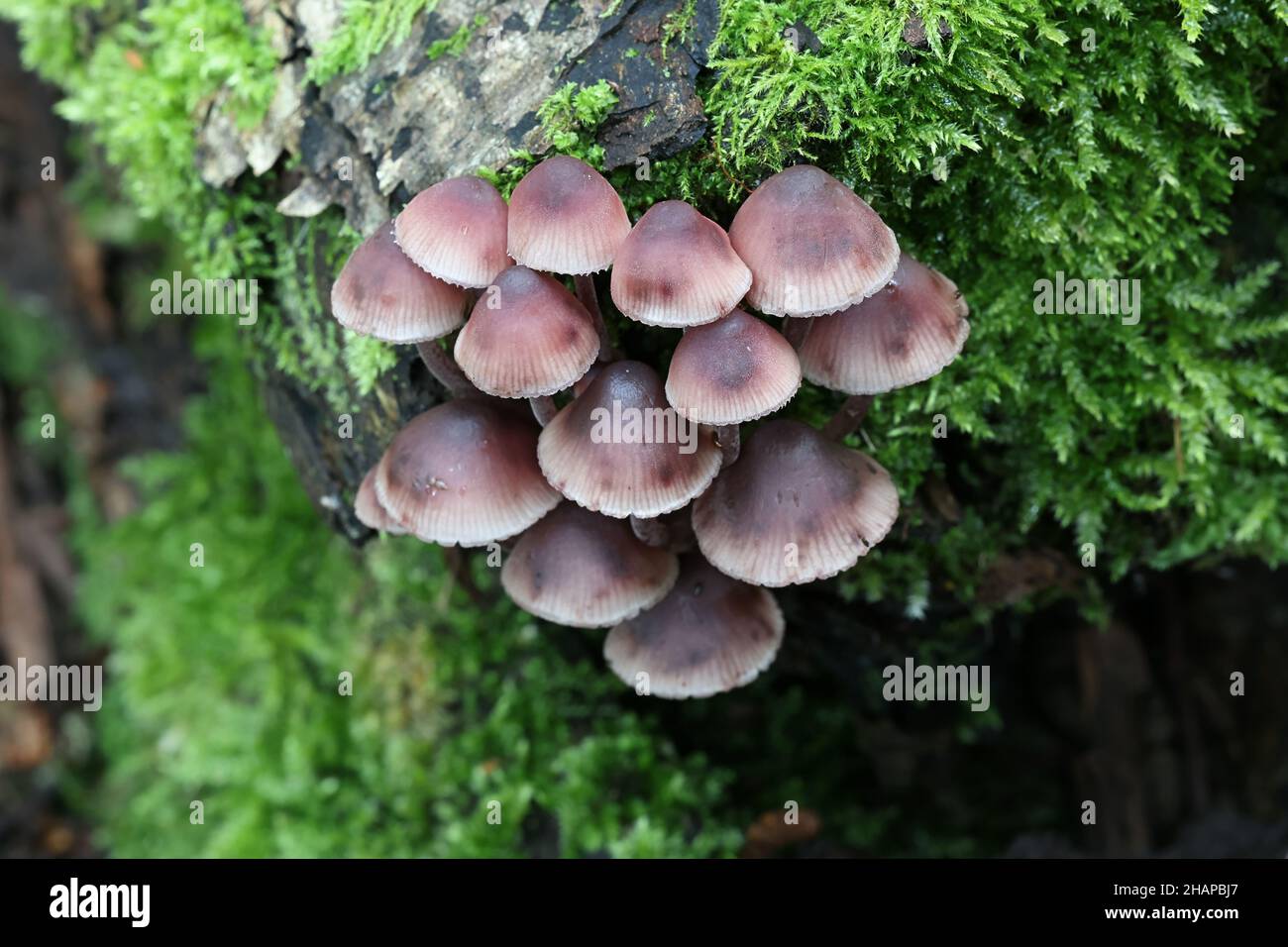 Mycena haematopus, commonly known as the bleeding fairy helmet, the ...