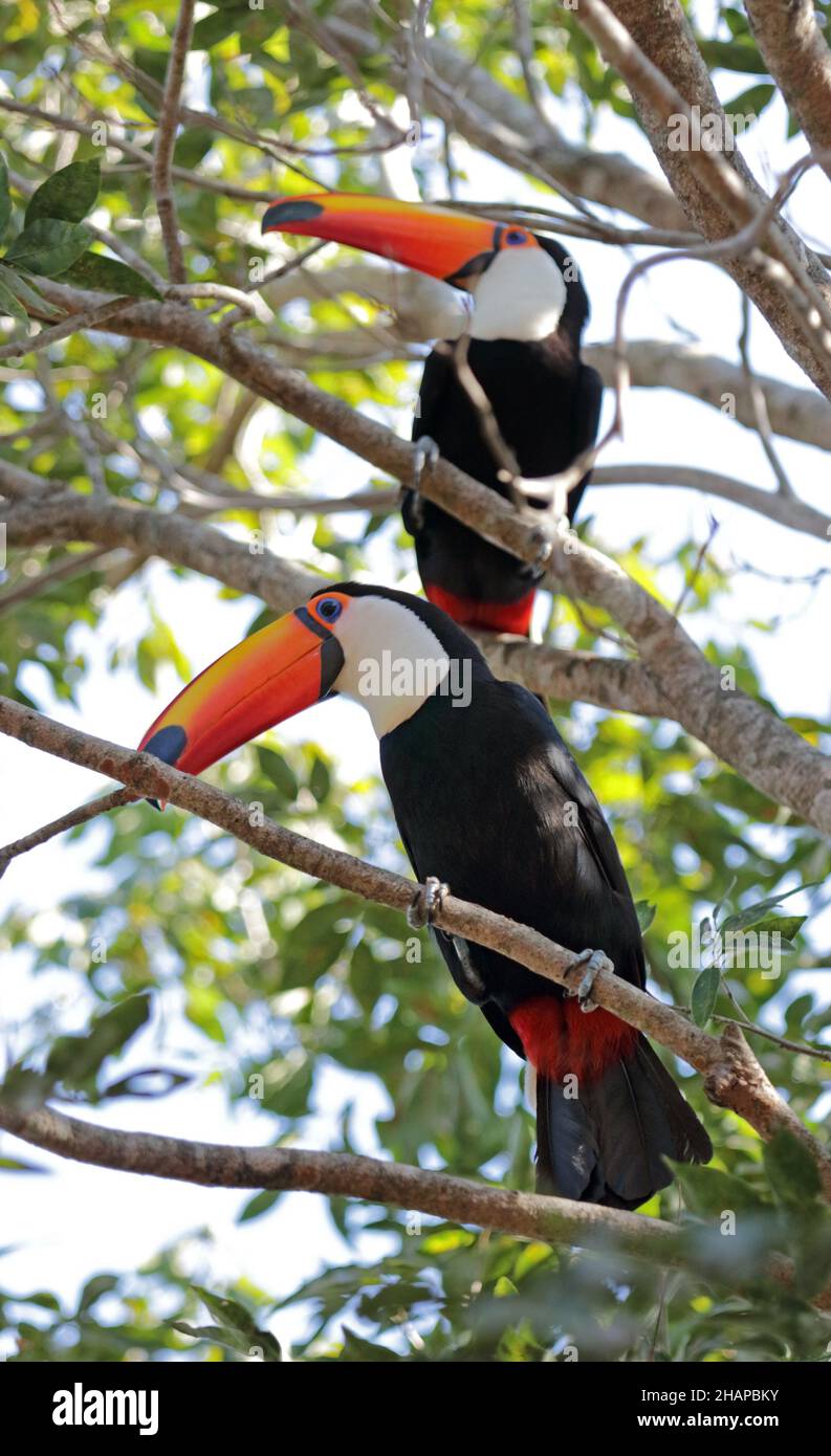 Two toco toucans in a tree Stock Photo - Alamy