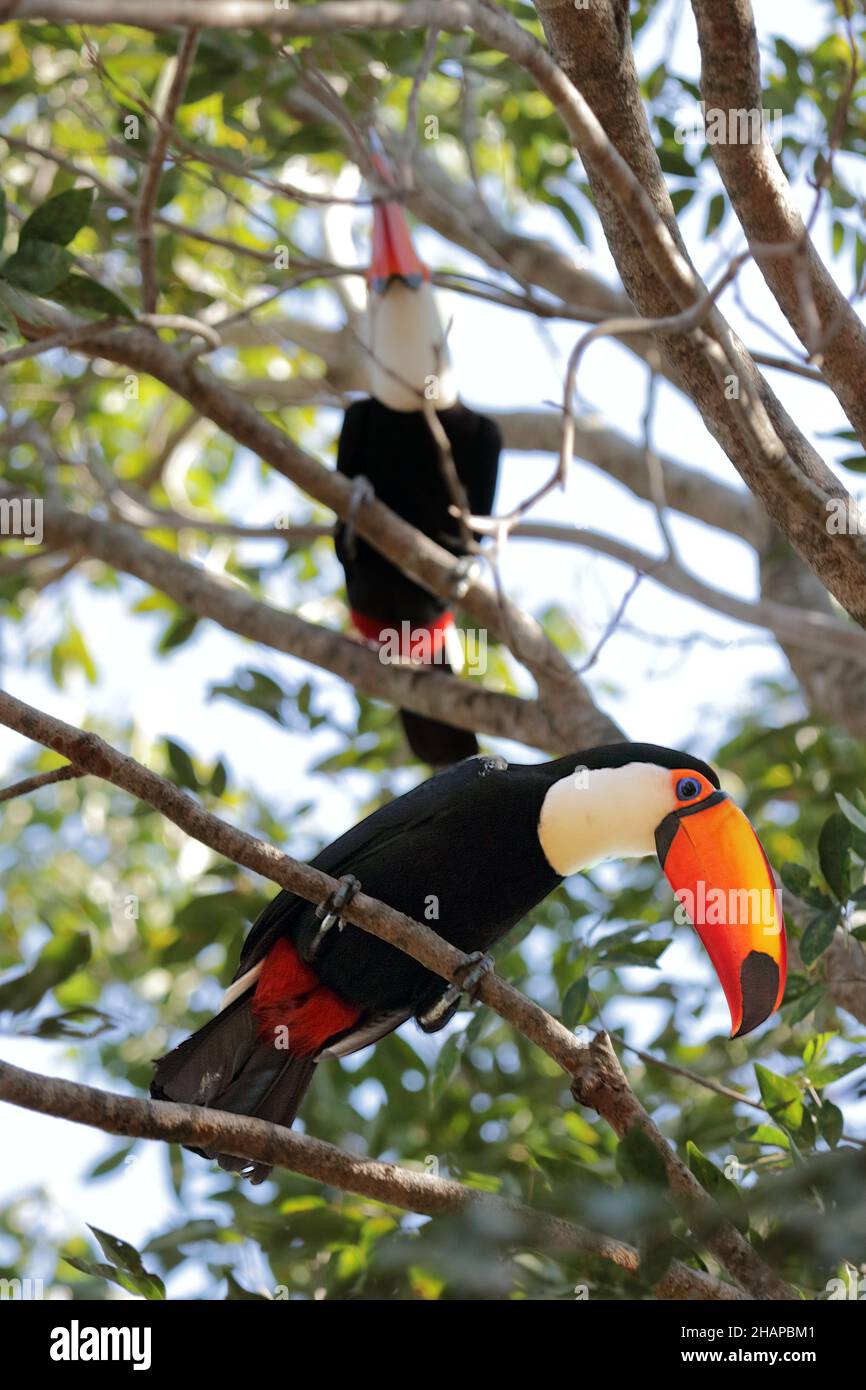 Two toco toucans in a tree Stock Photo - Alamy