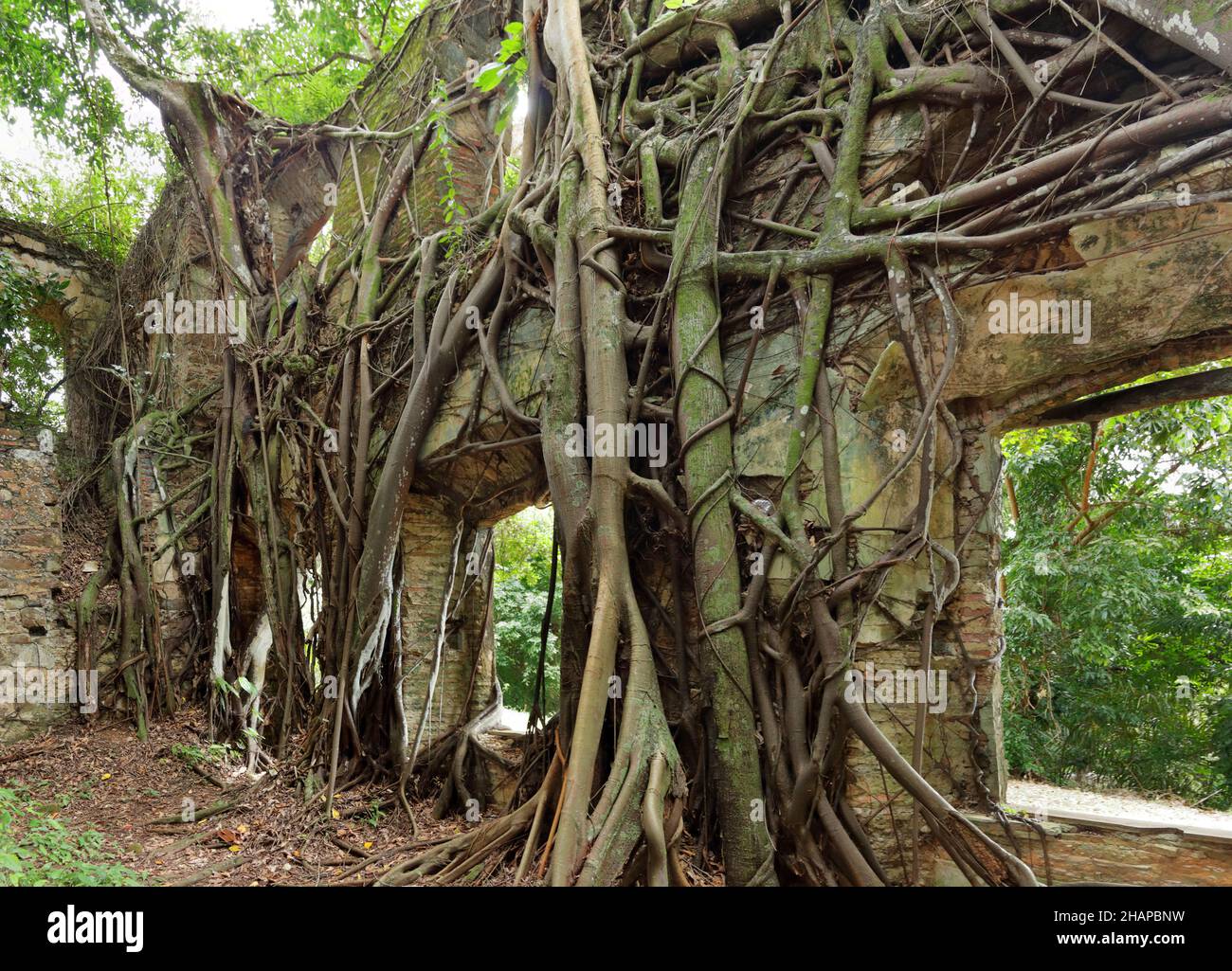 Overgrown church ruin turned into tropical jungle Stock Photo - Alamy