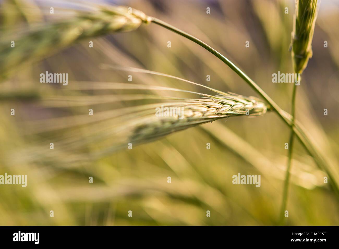 Goldenes feld hi-res stock photography and images - Alamy