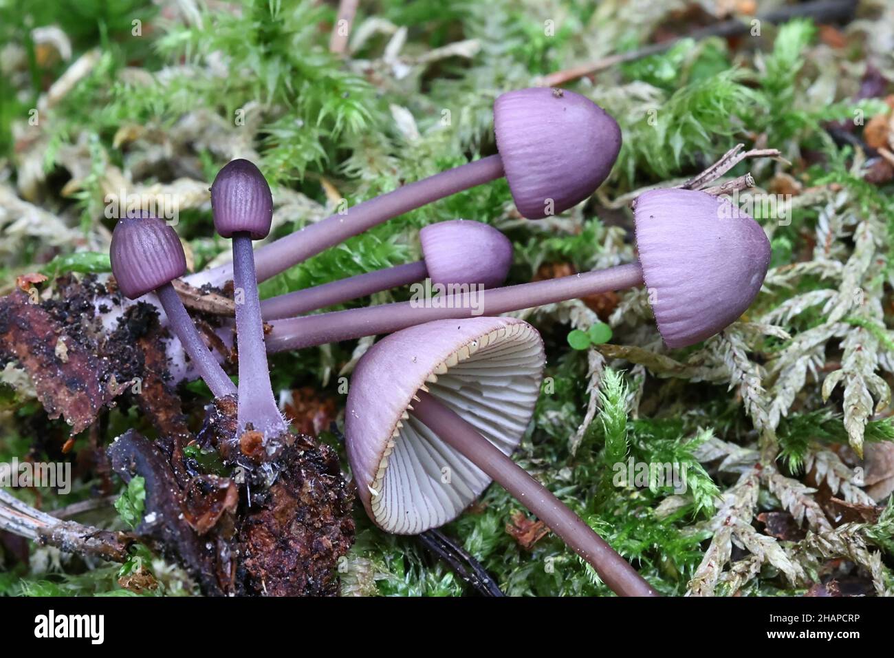 Mycena purpureofusca, commonly known as the purple edge bonnet, wild ...