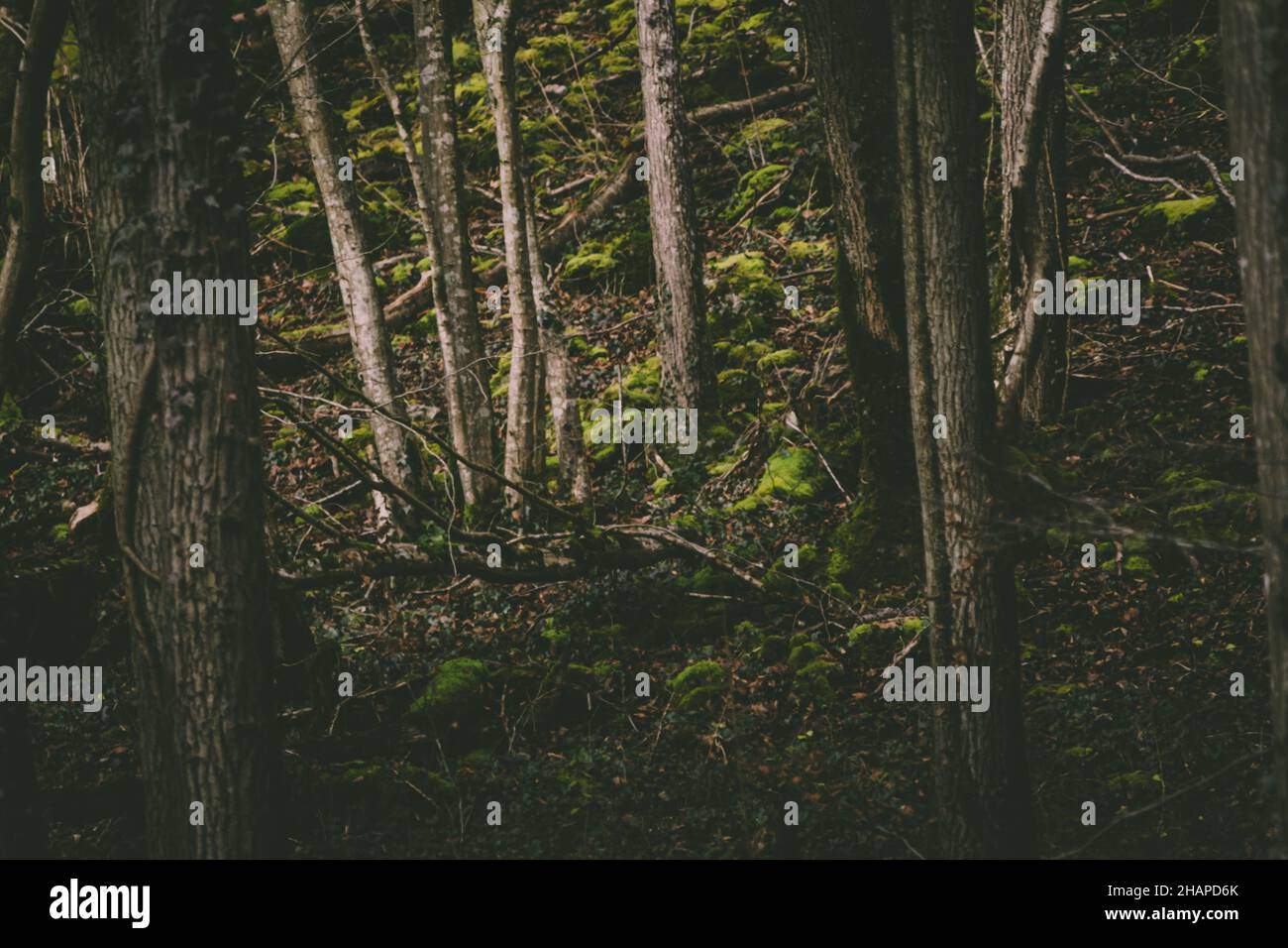 Horizontal woodland shot showing trees and moss Stock Photo - Alamy