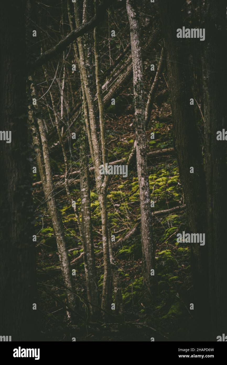 Vertical woodland shot showing trees and moss Stock Photo - Alamy