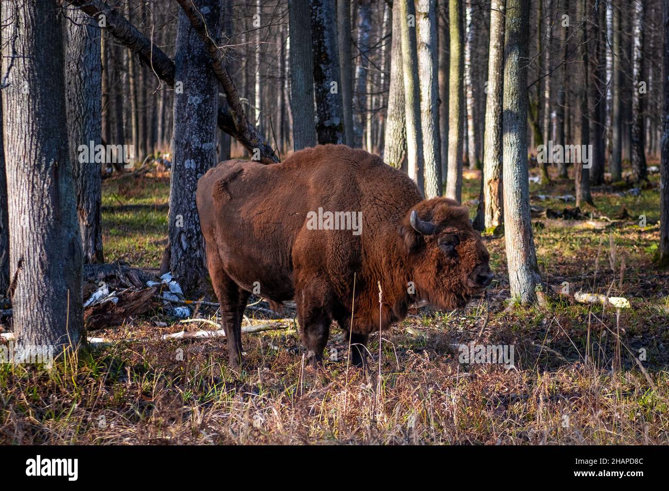 European Bison Hunting