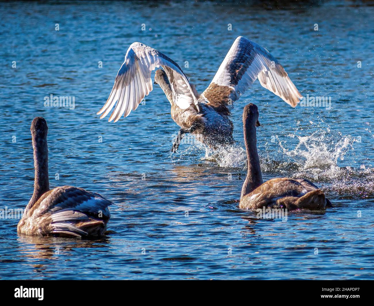 Young Swan Life at the Isar River Stock Photo - Alamy