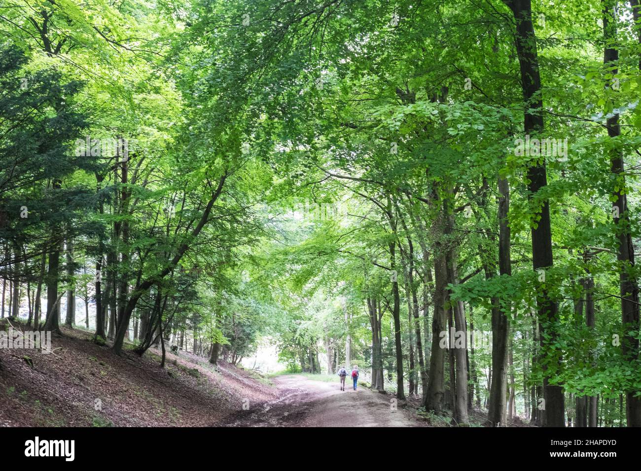 Kingley Vale, Kingley Vale National Nature Reserve, a grove of ancient ...