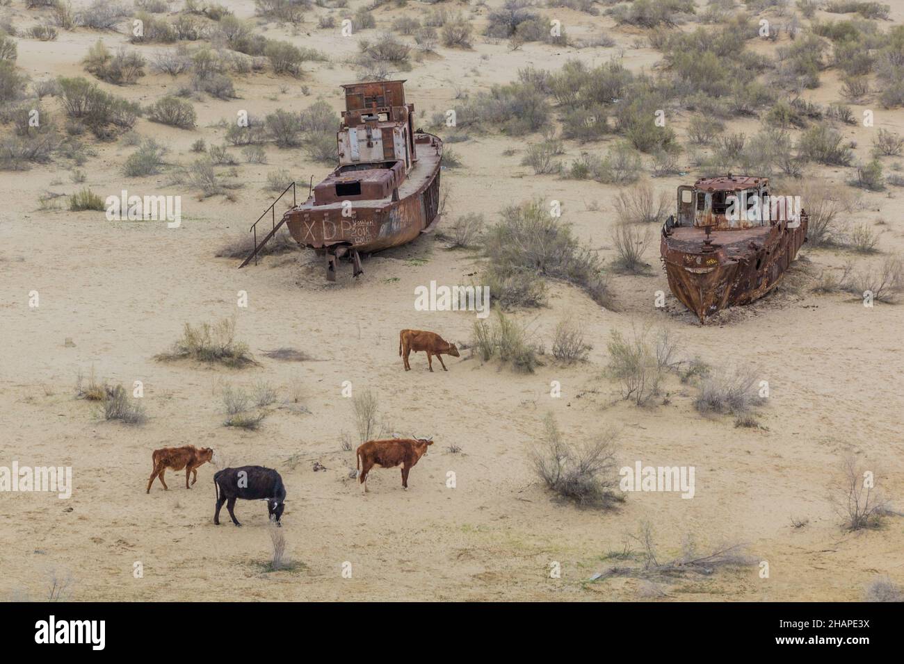 Rusting ships at the Ship Cemetery near Moynaq village at the former ...