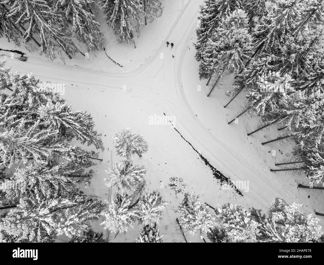 Aerial view of winter forest in Sweden. Trees and ground covered with ...