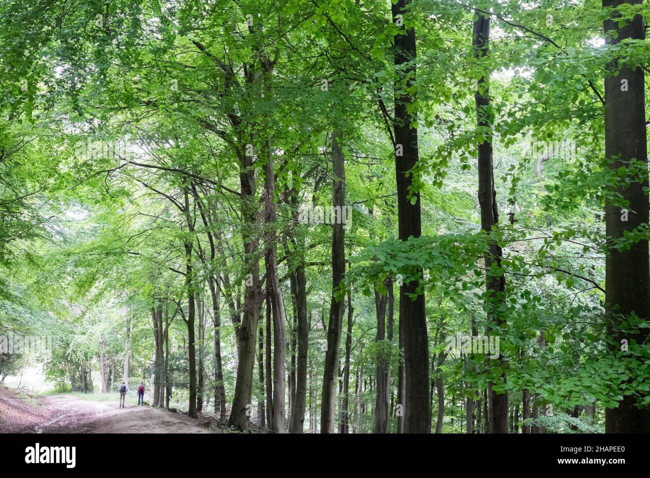 Kingley Vale, Kingley Vale National Nature Reserve, a grove of ancient ...