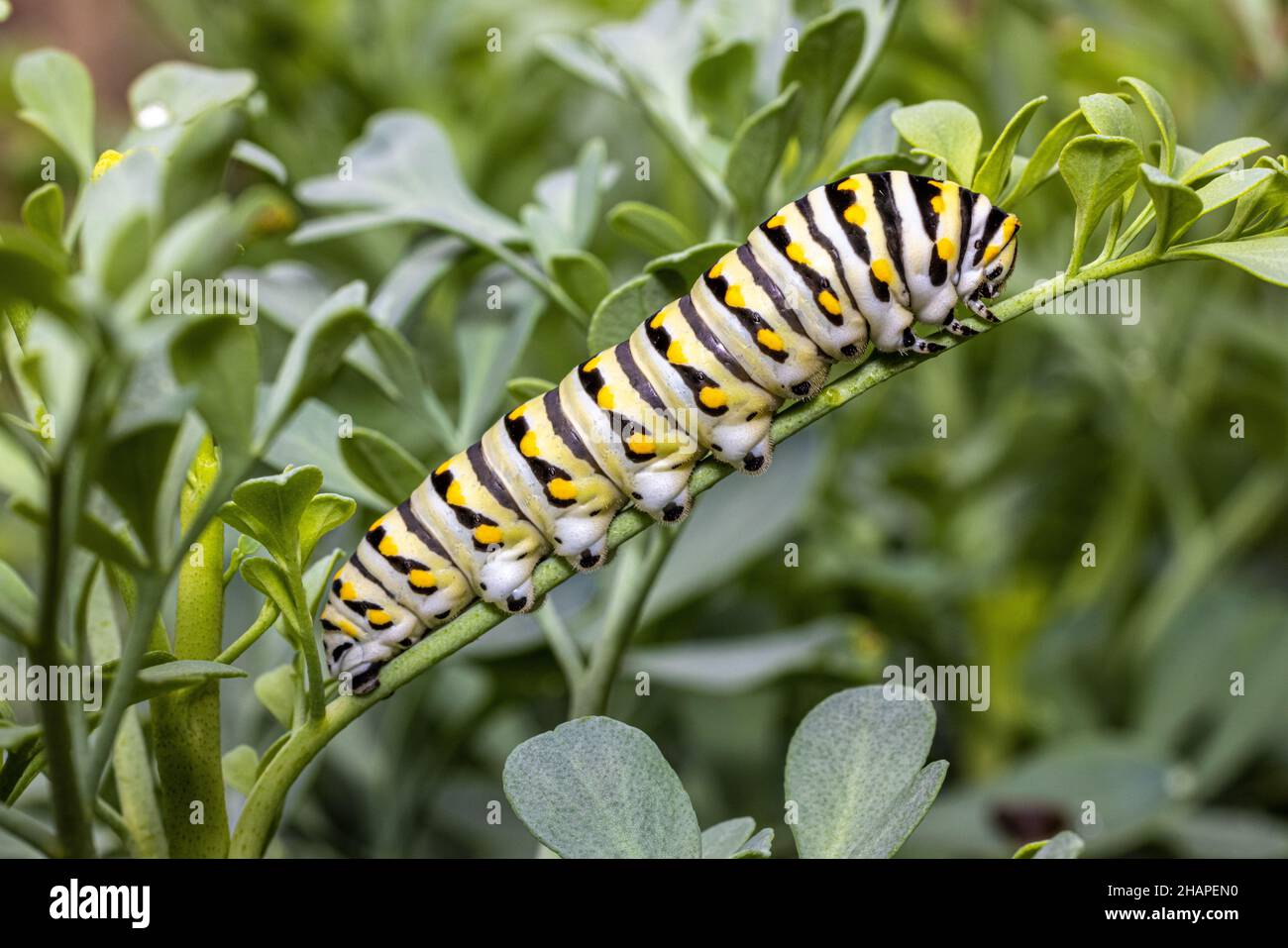 Garden tiger caterpillar hi-res stock photography and images - Alamy