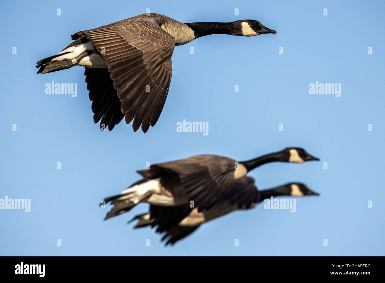 Flock of flying coot birds against blue sky background Stock Photo - Alamy