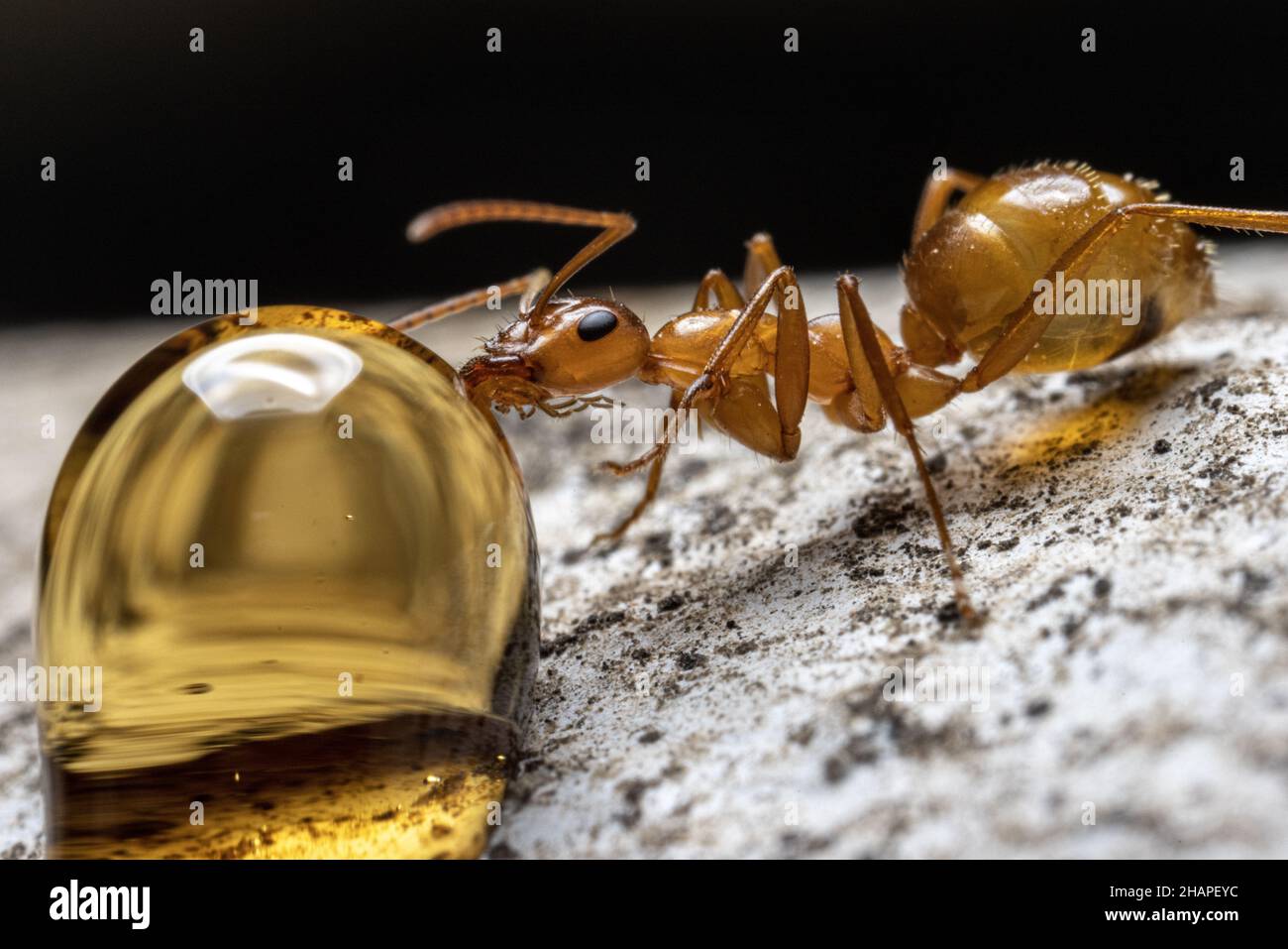 Macro shot of an ant drinking dewdrop on a rock surface Stock Photo - Alamy