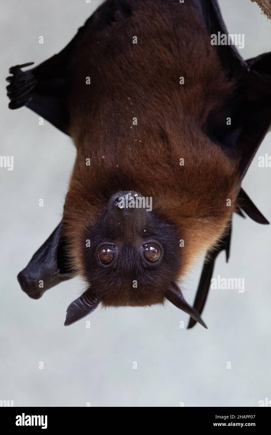 Vertical shot of a bat looking downwards isolated on a white background ...