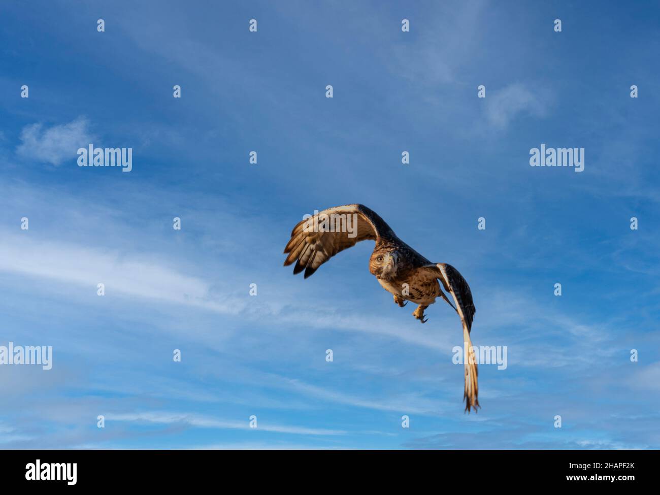 Red Tailed Hawk (Buteo jamaicensis) soaring through sky flying towards ...