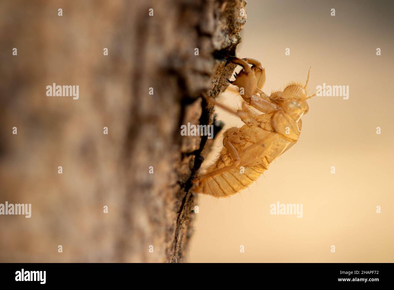 Macro shot of an Exoskeleton Cicada on a tree bark Stock Photo - Alamy