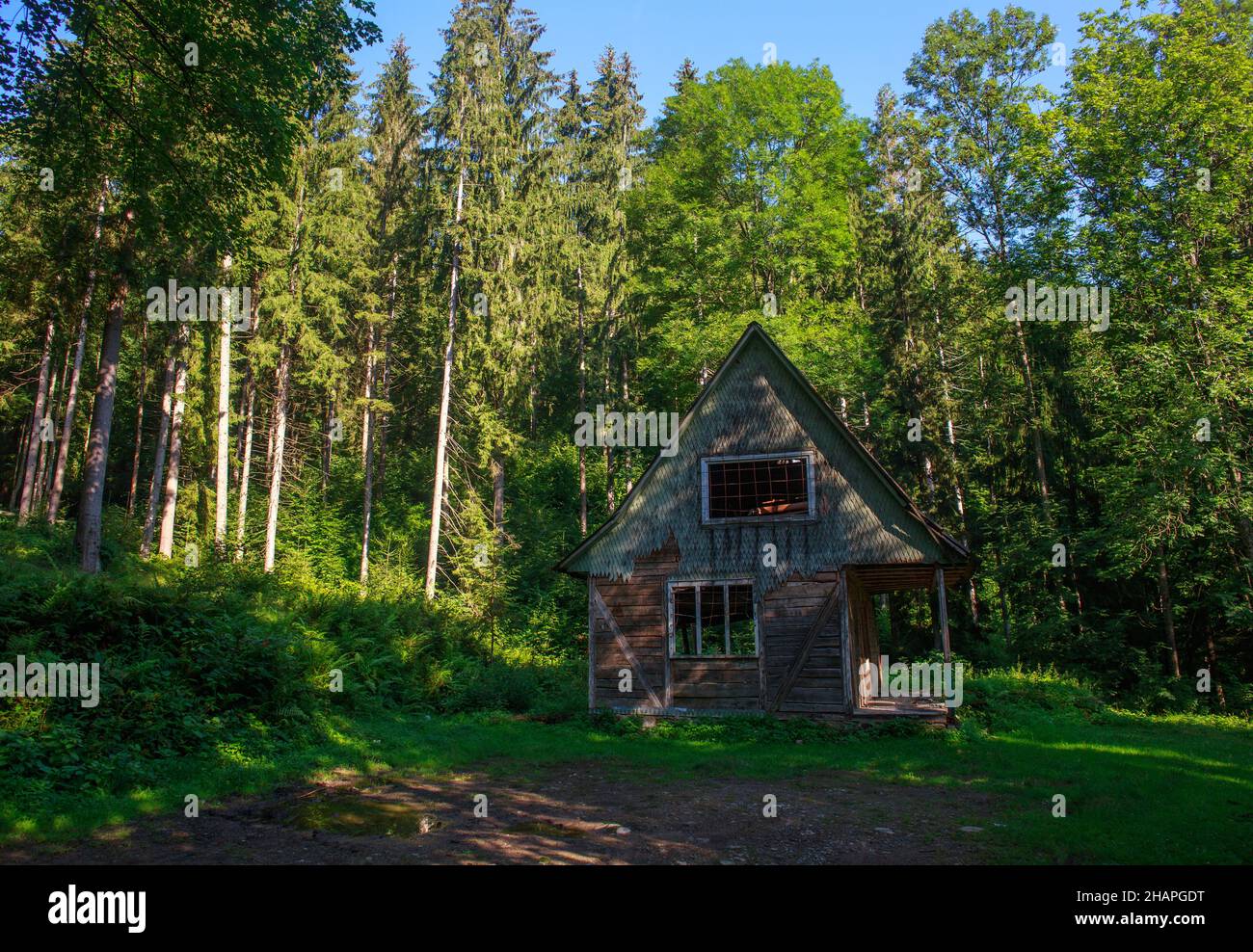 Old abandoned wooden house in a green wild forest, dilapidated hut Stock Photo - Alamy