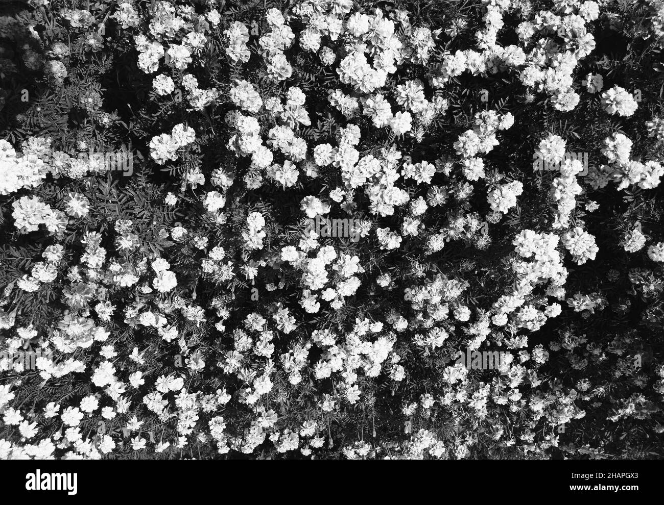 Black & white flowers garden backdrop Stock Photo - Alamy