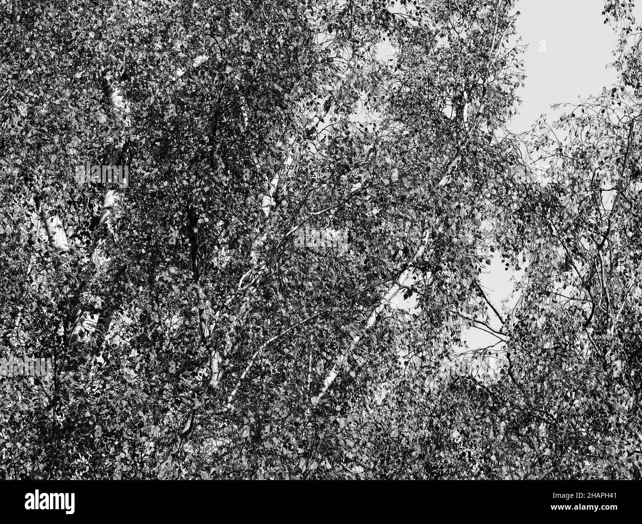 Diagonal autumn trees nature background Stock Photo - Alamy