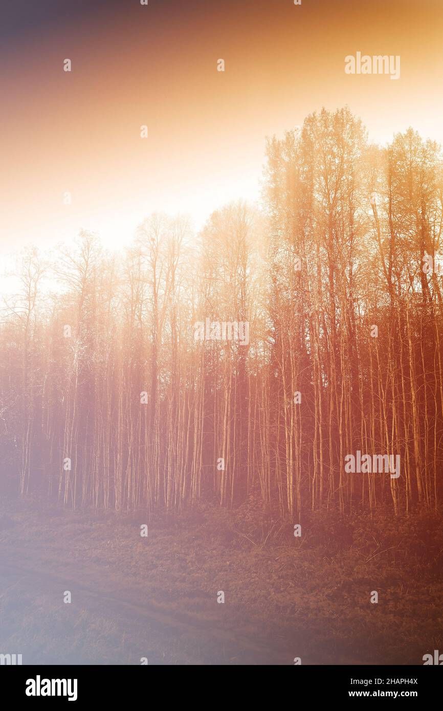 Vertical sunset forest landscape background Stock Photo - Alamy