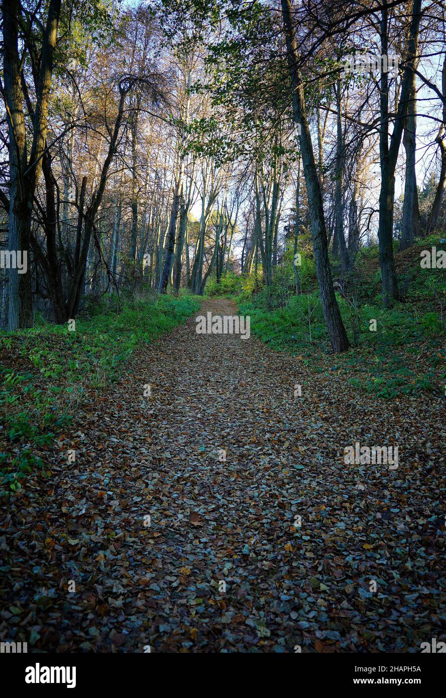 Autumn park path landscape background Stock Photo - Alamy