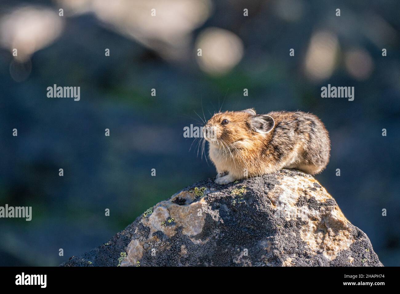 Ladakh pika hi-res stock photography and images - Alamy