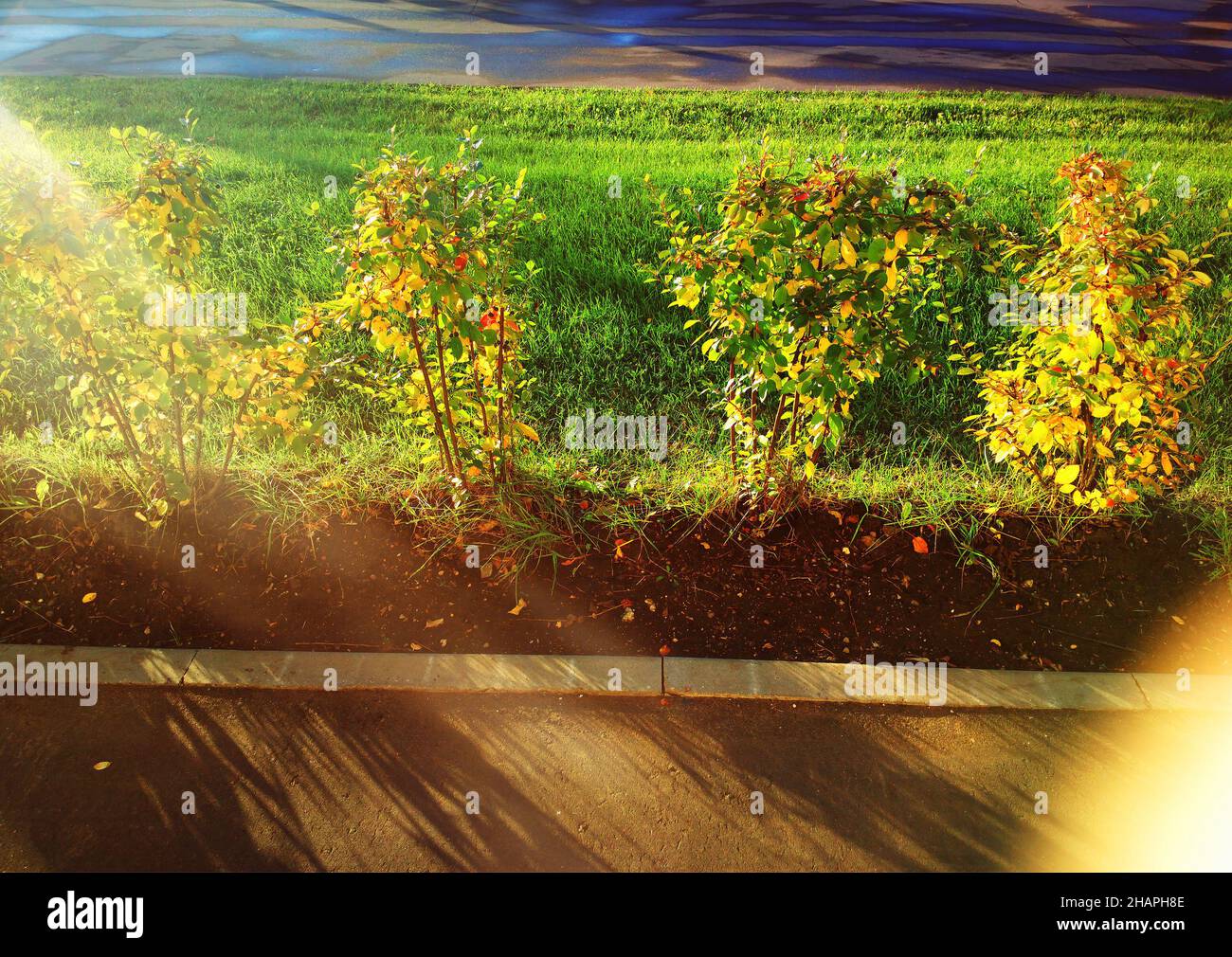 Last summer rays street bushes background Stock Photo - Alamy