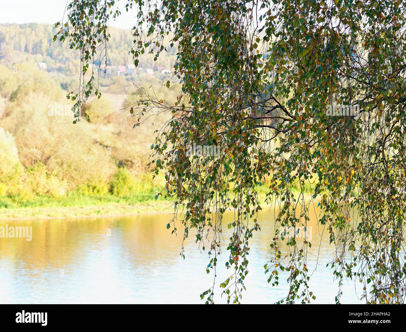 Birch or willow hanging tree branch nature background Stock Photo - Alamy