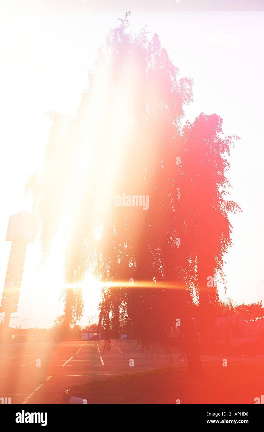 Dramatic light leak illuminating tree background Stock Photo - Alamy