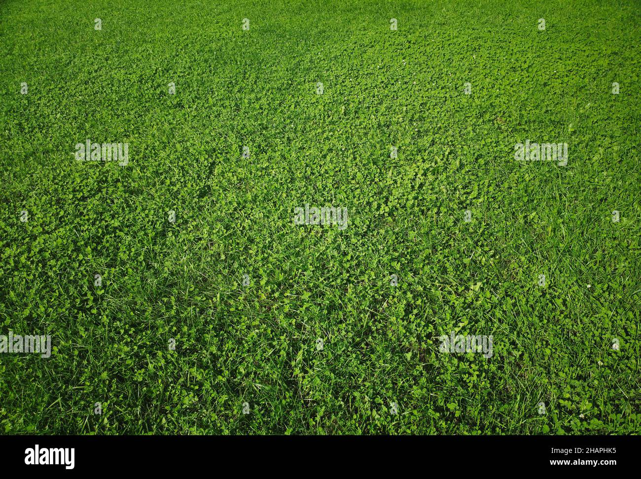 Green empty lawn texture background Stock Photo - Alamy