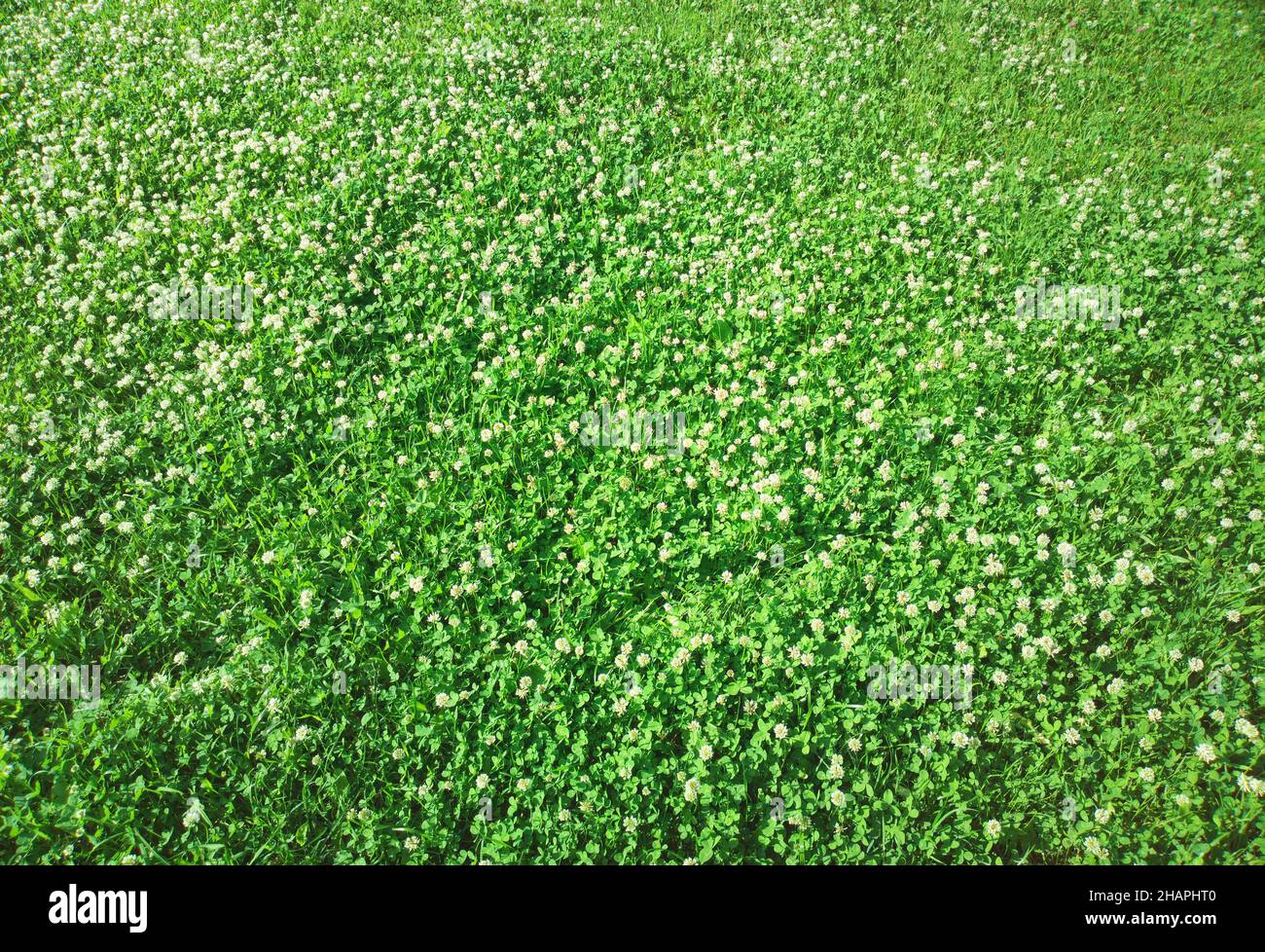 Green grass on summer hi-res stock photography and images - Alamy
