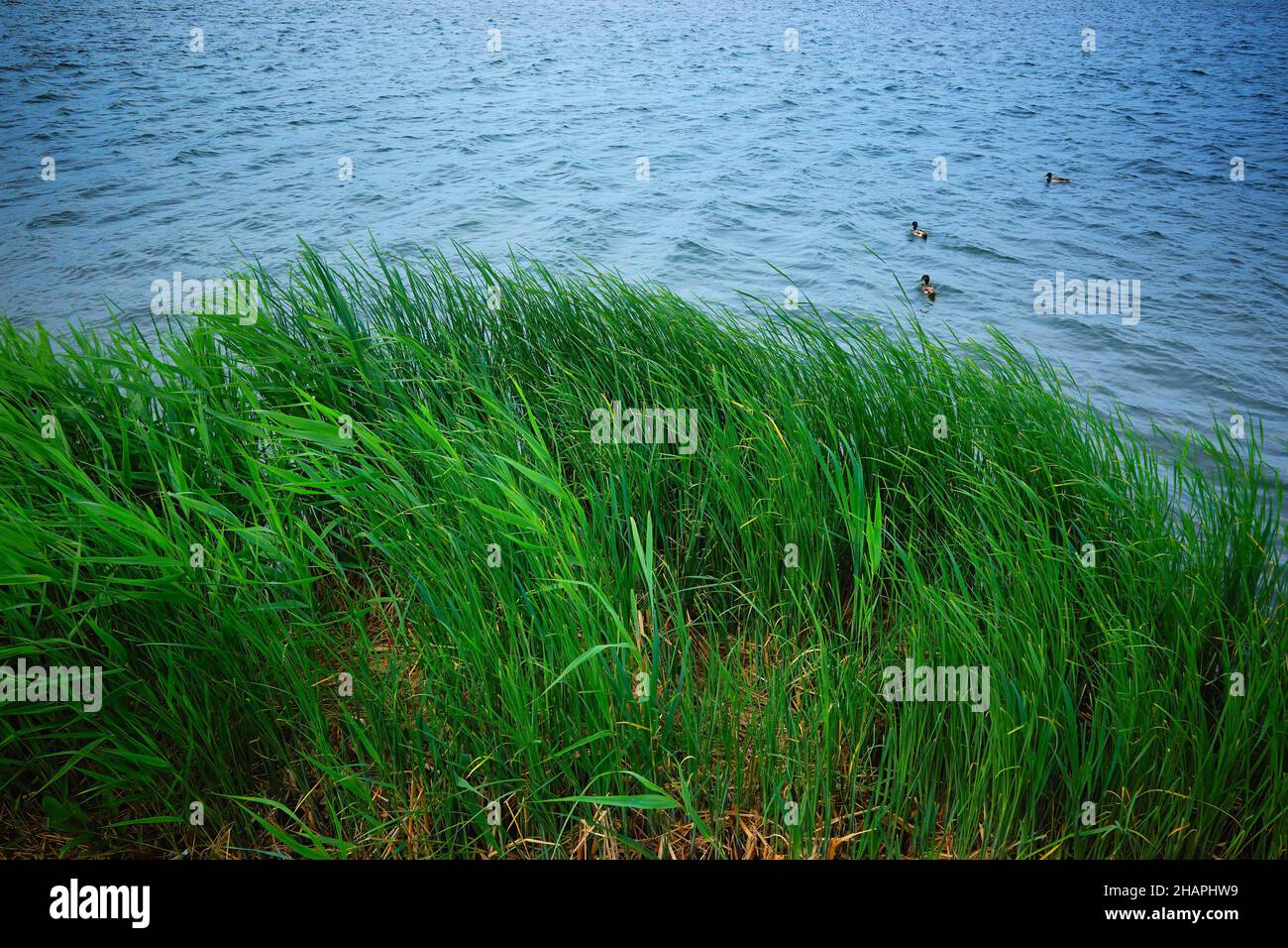 Green grass with river hi-res stock photography and images - Alamy