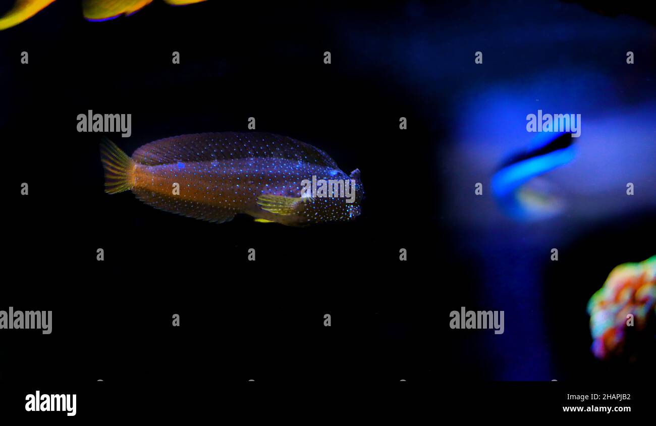 Starry Blenny or Snowflake Blenny fish - (Salarias ramosus Stock Photo ...