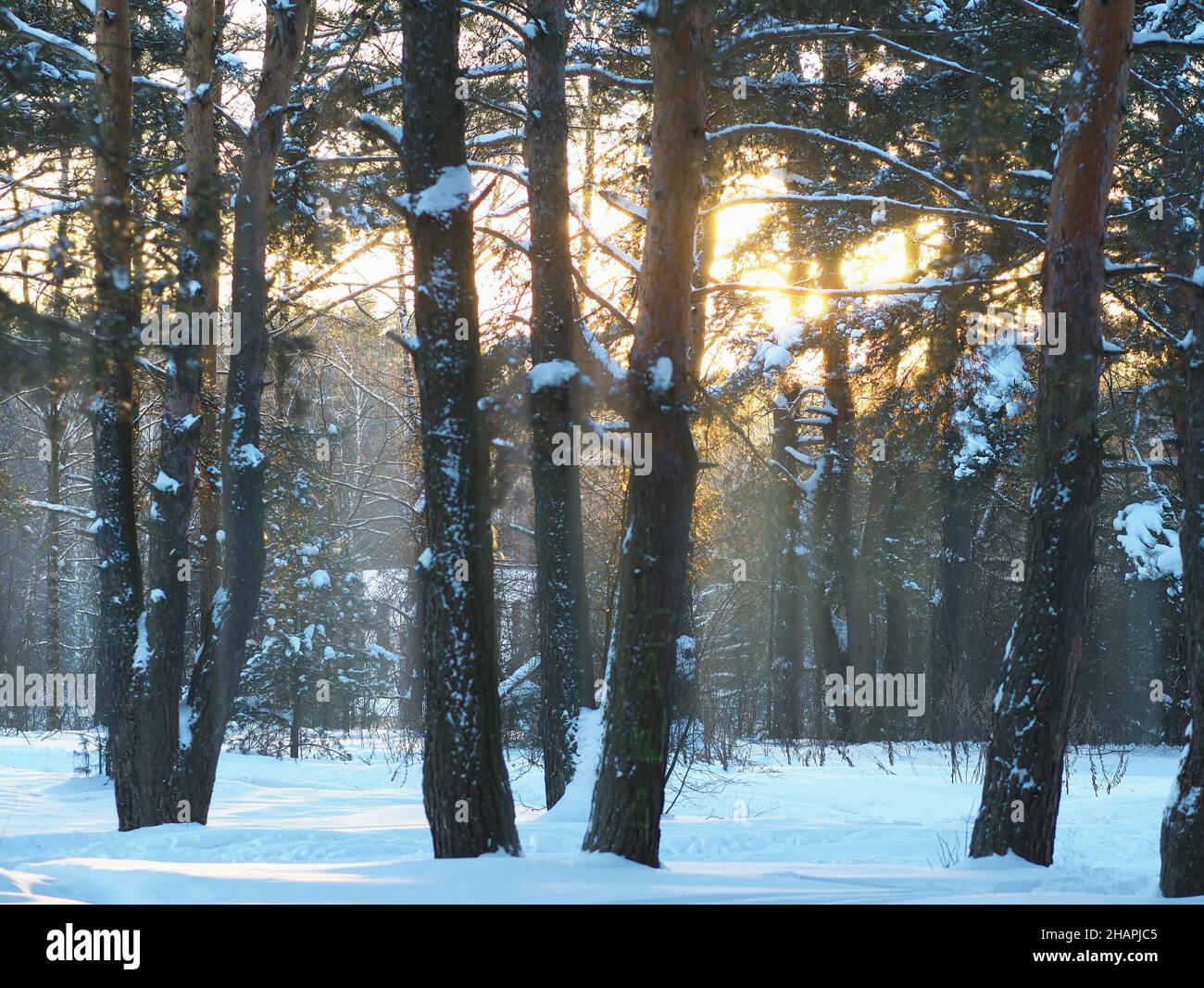 Dramatic light leak at sunset forest background Stock Photo - Alamy